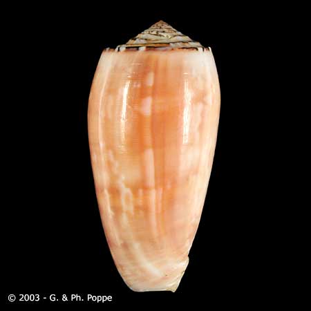 Describing Fake Shells | Shell Topics | Conchology