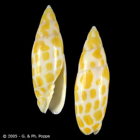 Describing Fake Shells | Shell Topics | Conchology