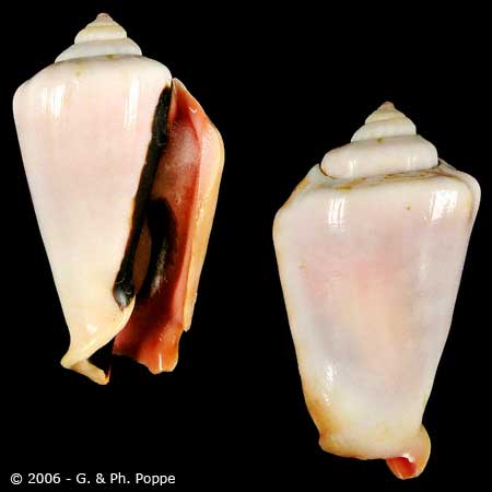 Describing Fake Shells | Shell Topics | Conchology