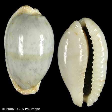 Describing Fake Shells | Shell Topics | Conchology