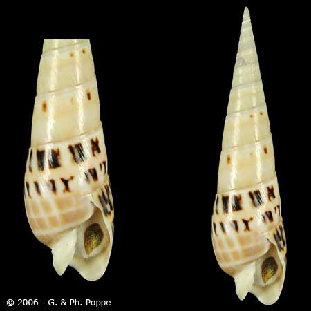 Describing Fake Shells | Shell Topics | Conchology