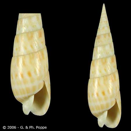 Describing Fake Shells | Shell Topics | Conchology