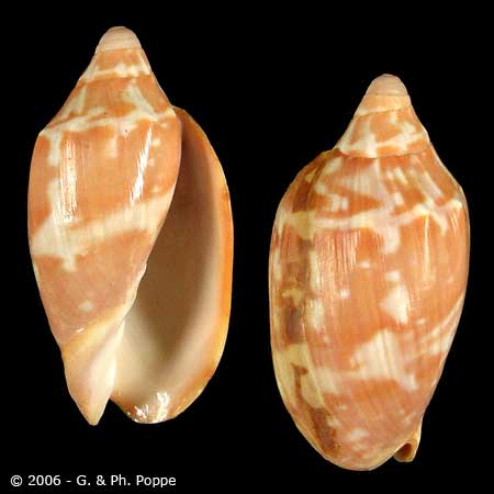 Describing Fake Shells | Shell Topics | Conchology