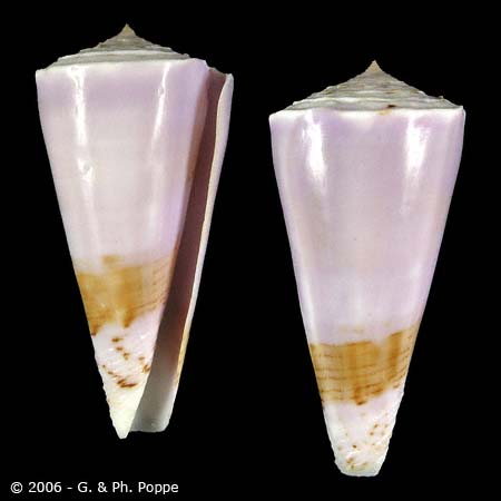 Describing Fake Shells | Shell Topics | Conchology