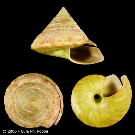 Describing Fake Shells « Shell Topics , Conchology, Inc.