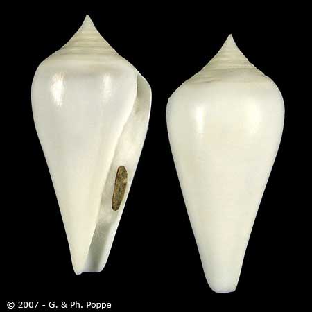 Describing Fake Shells | Shell Topics | Conchology