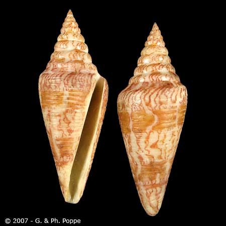 Describing Fake Shells | Shell Topics | Conchology