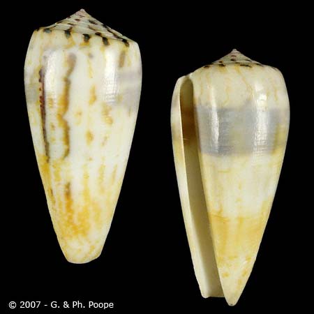 Describing Fake Shells | Shell Topics | Conchology