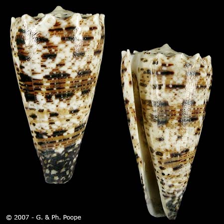 Describing Fake Shells | Shell Topics | Conchology