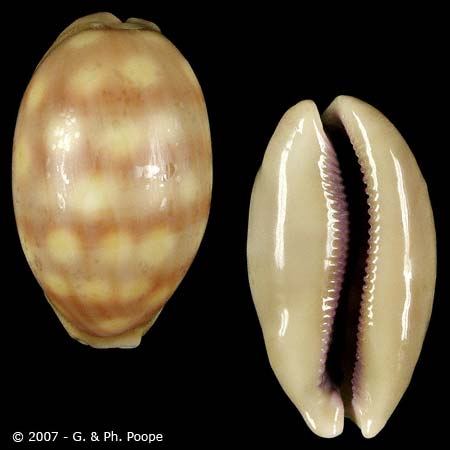 Describing Fake Shells | Shell Topics | Conchology