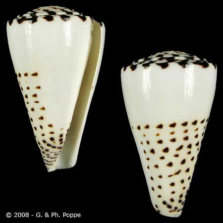 Describing Fake Shells | Shell Topics | Conchology