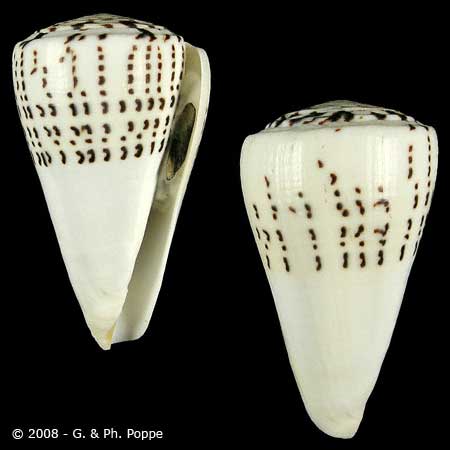 Describing Fake Shells | Shell Topics | Conchology