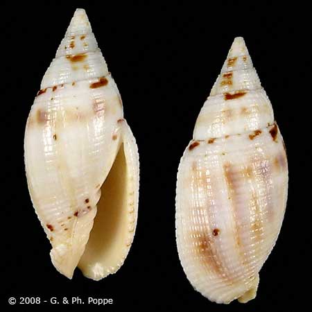Describing Fake Shells « Shell Topics , Conchology, Inc.
