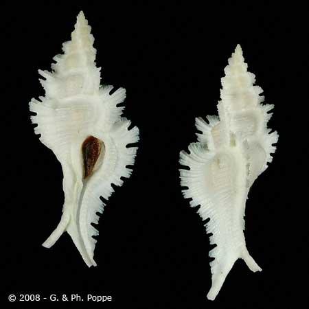 Describing Fake Shells | Shell Topics | Conchology