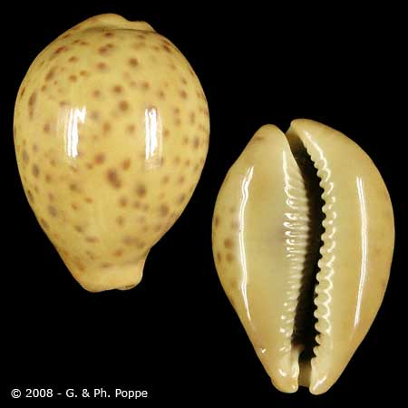 Describing Fake Shells | Shell Topics | Conchology