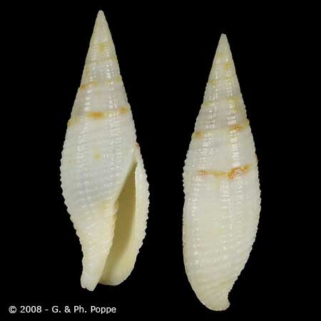 Describing Fake Shells | Shell Topics | Conchology