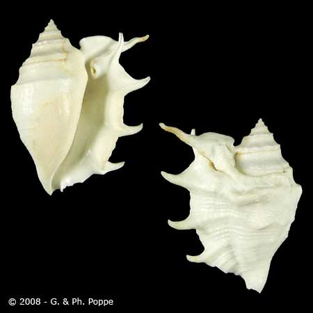 Describing Fake Shells | Shell Topics | Conchology