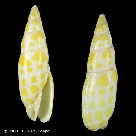 Describing Fake Shells | Shell Topics | Conchology