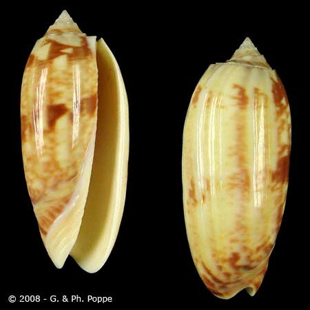 Describing Fake Shells | Shell Topics | Conchology