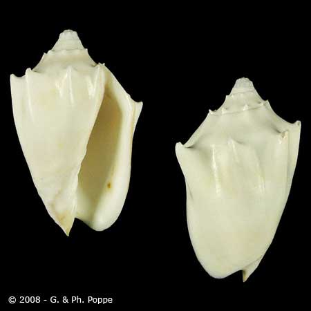 Describing Fake Shells | Shell Topics | Conchology