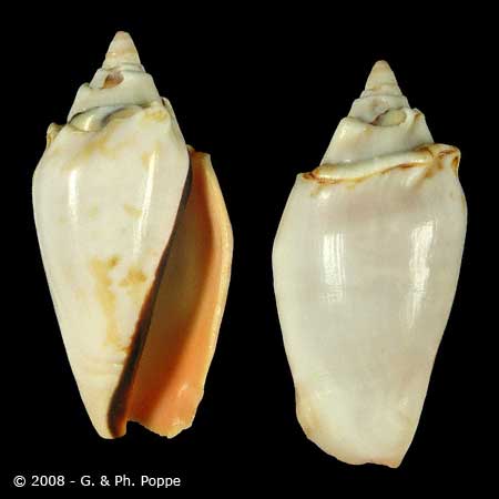 Describing Fake Shells | Shell Topics | Conchology