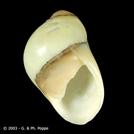 Describing Fake Shells | Shell Topics | Conchology