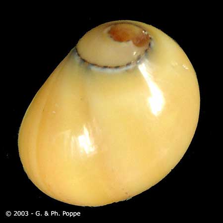 Describing Fake Shells | Shell Topics | Conchology