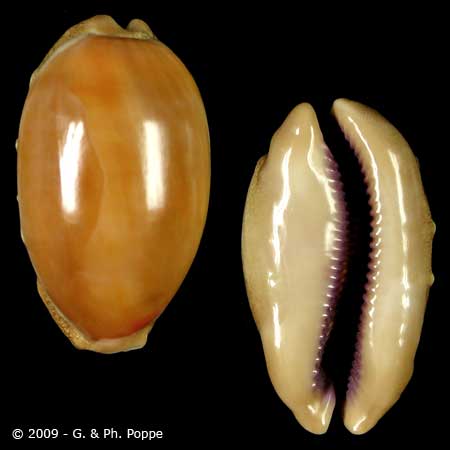 Describing Fake Shells | Shell Topics | Conchology