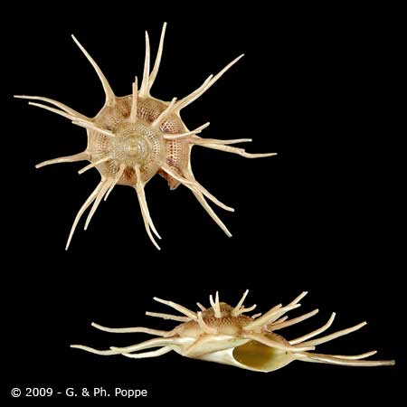 Describing Fake Shells | Shell Topics | Conchology