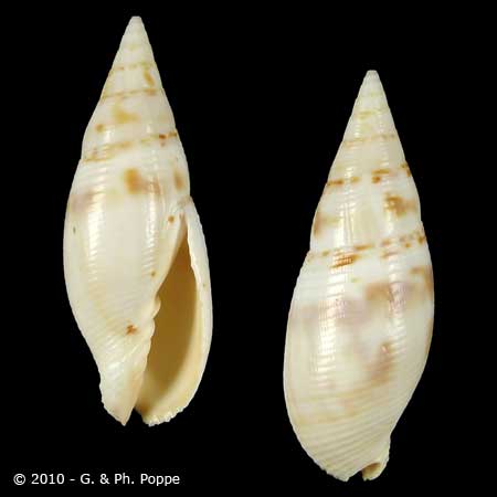 Describing Fake Shells | Shell Topics | Conchology