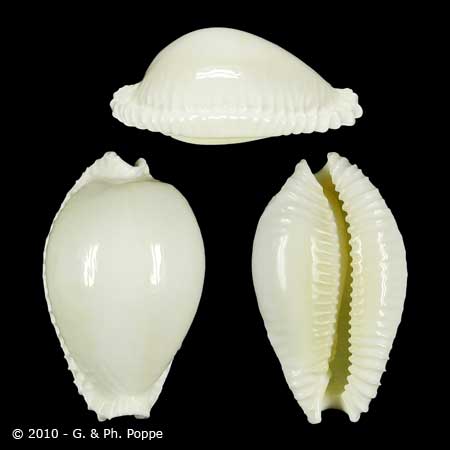 Describing Fake Shells | Shell Topics | Conchology