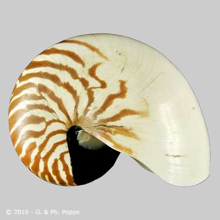 Describing Fake Shells | Shell Topics | Conchology