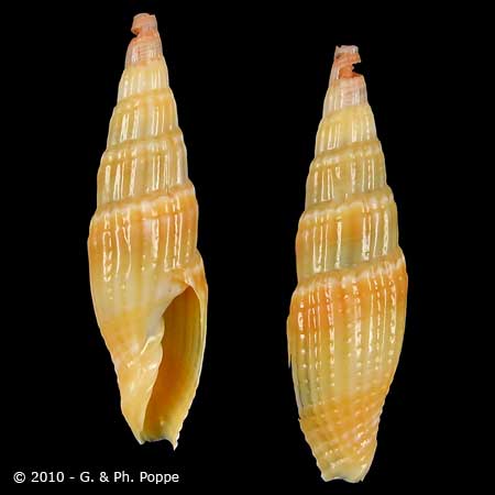 Describing Fake Shells | Shell Topics | Conchology