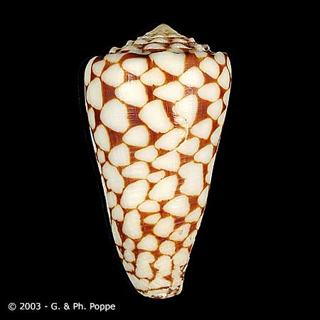 Describing Fake Shells | Shell Topics | Conchology