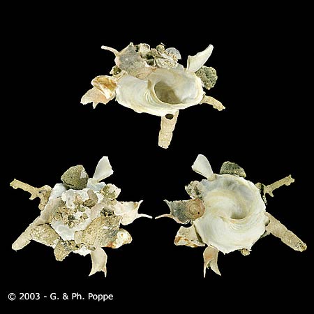 Describing Fake Shells | Shell Topics | Conchology