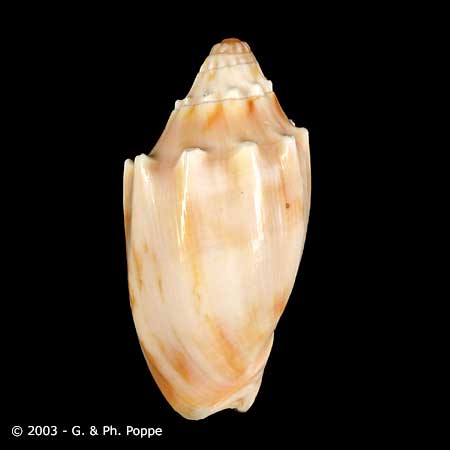 Describing Fake Shells | Shell Topics | Conchology