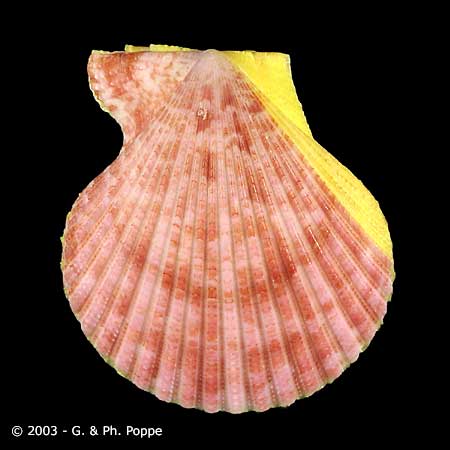 Describing Fake Shells | Shell Topics | Conchology