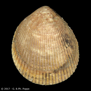 Shell Encyclopedia - Conchological MegaDatabase Iconographic Overview ...