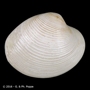 VENERIDAE | Shells Group By Species | Conchology