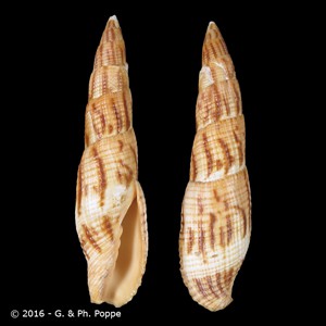Shells For Sale Shown by Species: MITRIDAE for Sale