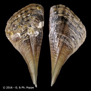 Shells For Sale , Shells Online « Shells For Sale , Conchology, Inc.