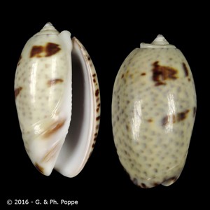 Shells For Sale Shown by Species: OLIVIDAE for Sale