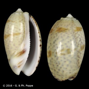 Shells For Sale Shown by Species: OLIVIDAE for Sale