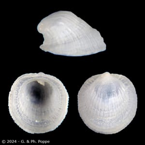 Shells For Sale Shown by Species: HIPPONICIDAE for Sale