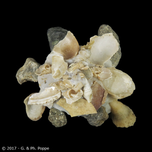 Shell Encyclopedia - Conchological MegaDatabase Iconographic Overview ...