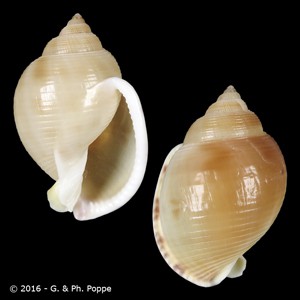 Featured Shells For Sale | Conchology