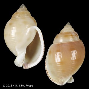 Featured Shells For Sale | Conchology