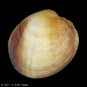 Shell Encyclopedia - Conchological MegaDatabase Iconographic Overview ...