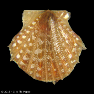 PROPEAMUSSIIDAE | Shells Group By Species | Conchology