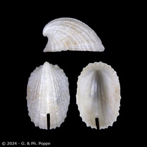 Shells For Sale Shown by Species: FISSURELLIDAE for Sale